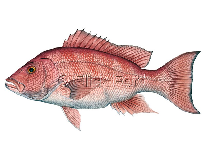 Red Snapper Open Edition Print by Flick Ford, Saltwater Food Fish ...