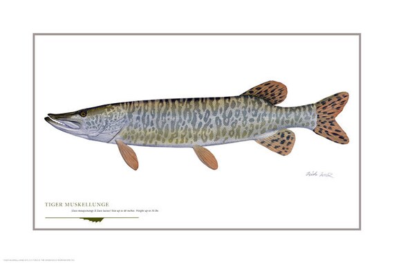 Muskie Fish Drawing