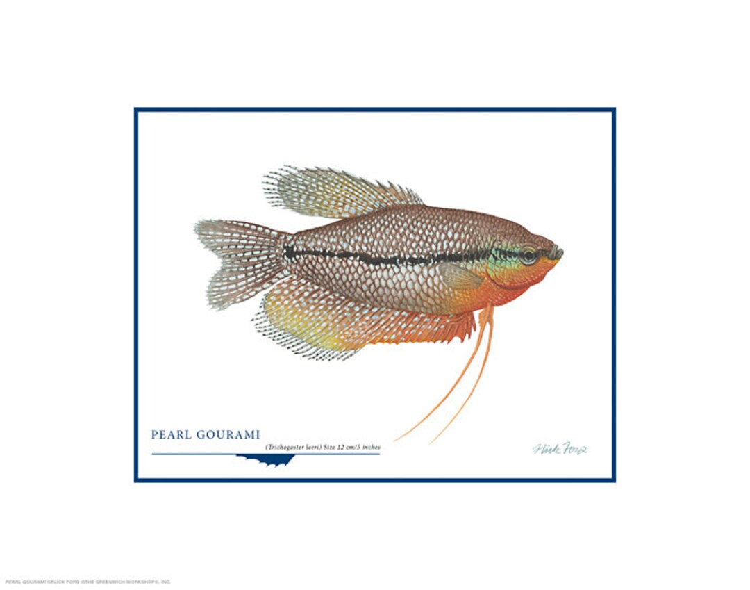 Pearl Gourami Open Edition Print by Flick Ford, Wild Gourami, Asian ...