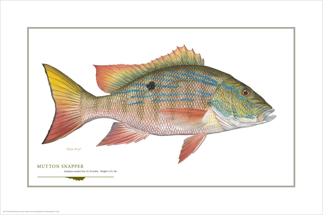 Mutton Snapper Open Edition Print by Flick Ford, Saltwater Fish ...