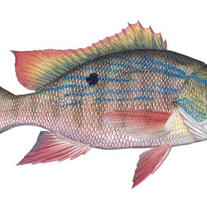 Mutton Snapper Open Edition Print by Flick Ford, Saltwater Fish ...