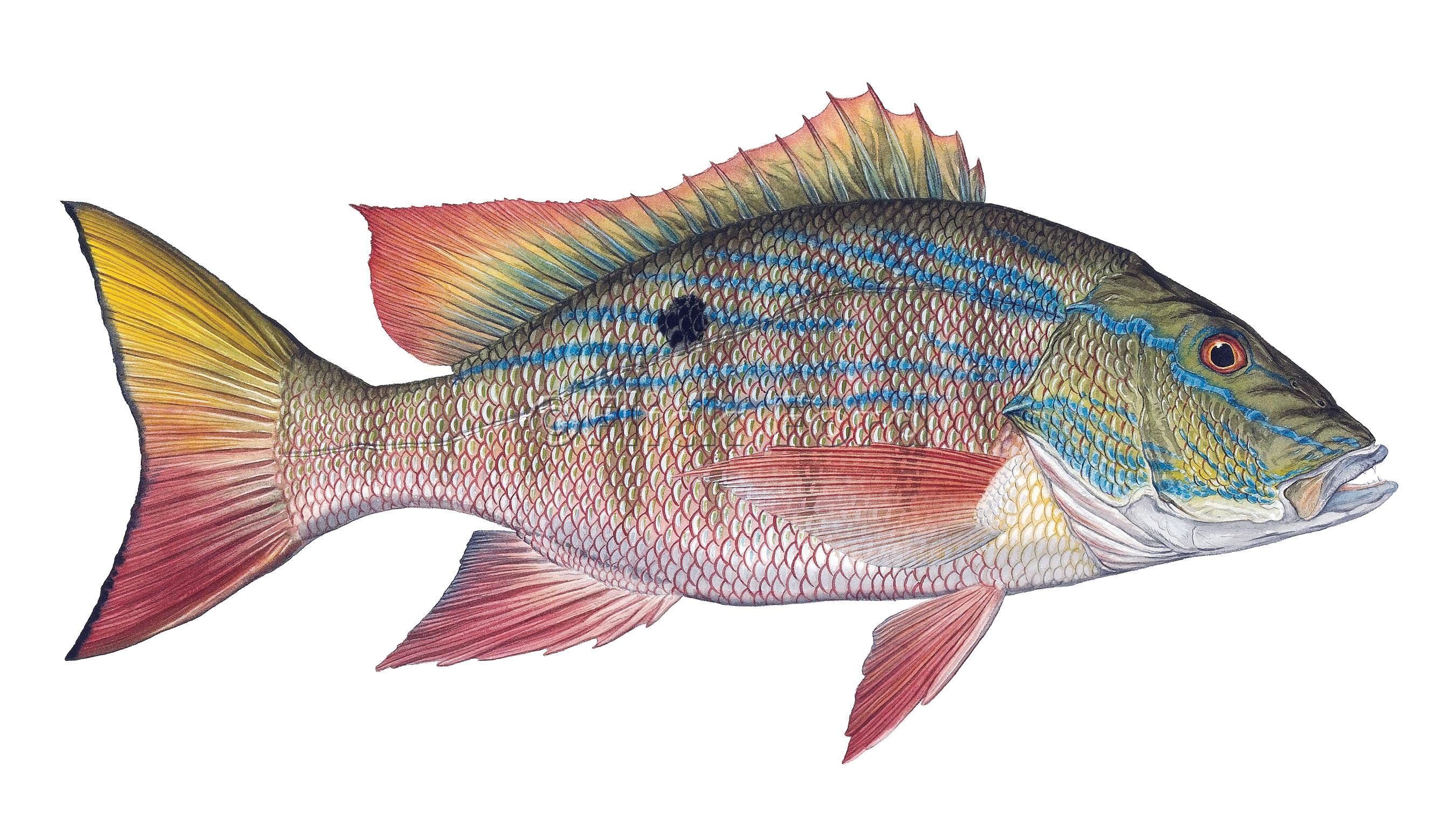 Mutton Snapper Open Edition Print by Flick Ford, Saltwater Fish ...