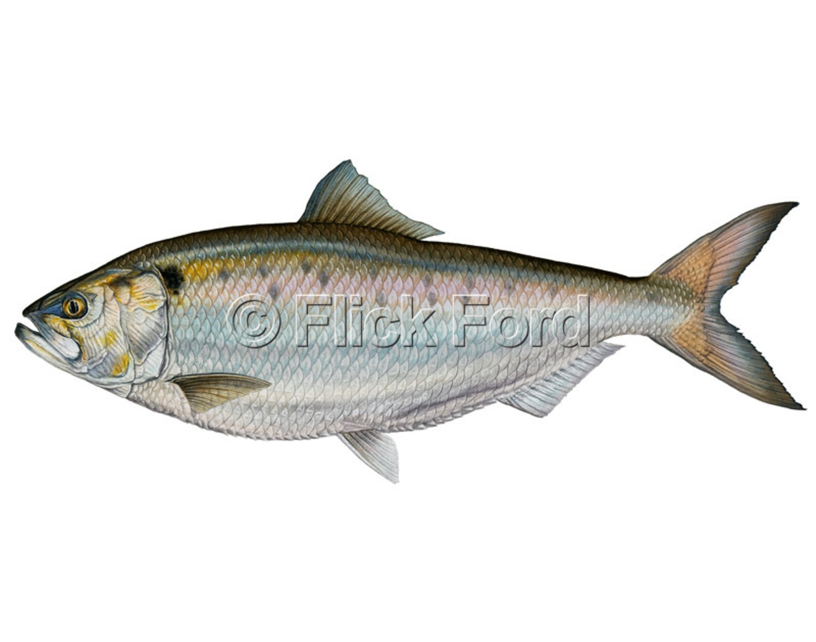 American Shad Open Edition Print by Flick Ford, Eastern Anadromous Fish ...