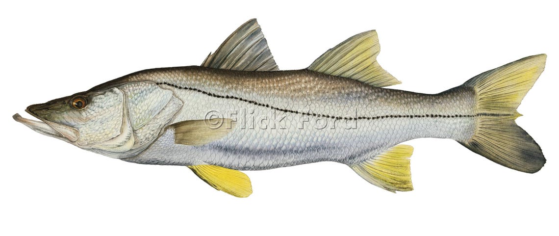 Common Snook Open Edition Print by Flick Ford, Southern Gamefish, Gulf ...