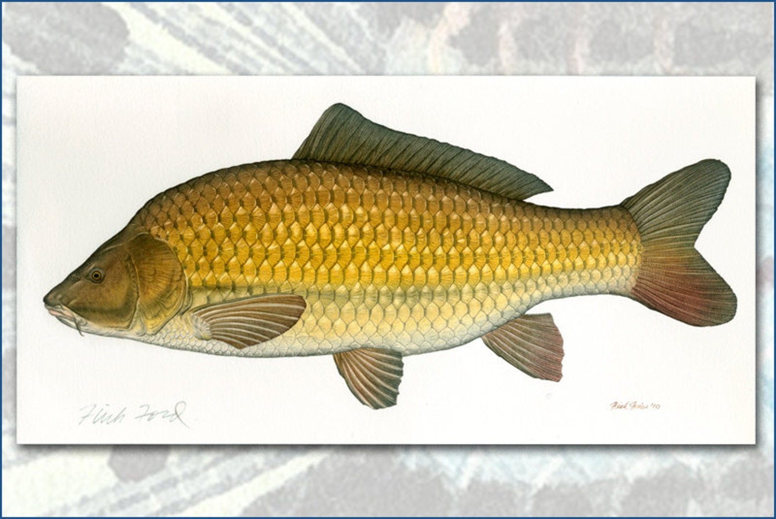 Common Carp Color Proof by Flick Ford Asia Europe Carp - Etsy