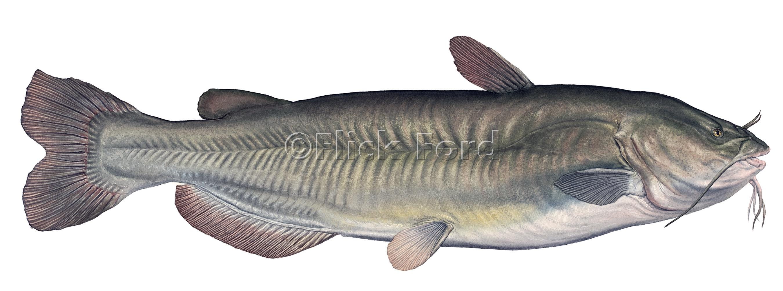 Channel Catfish Open Edition Print by Flick Ford, Warm Water Gamefish ...