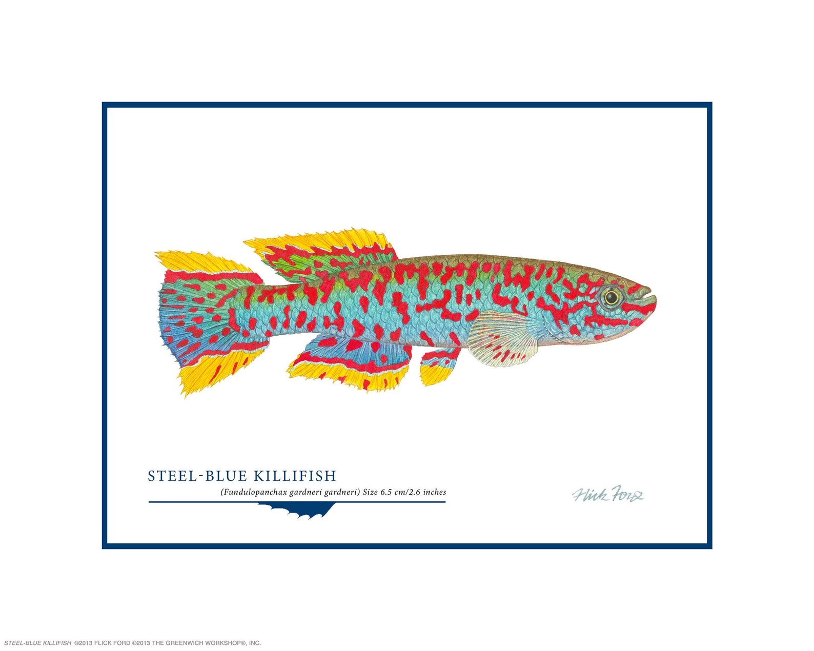 Steel-blue Killifish Open Edition Print by Flick Ford, Wild Killi ...