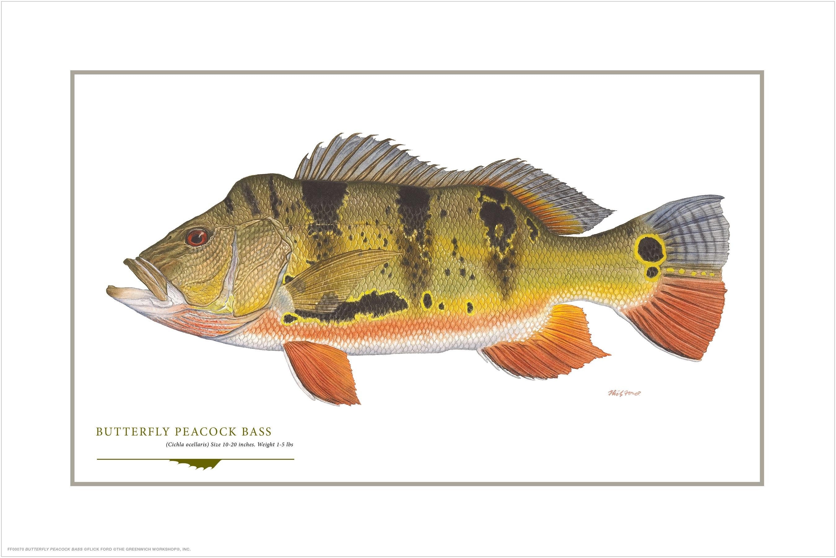 Peacock Bass Open Edition Print by Flick Ford, Warm Water Gamefish ...