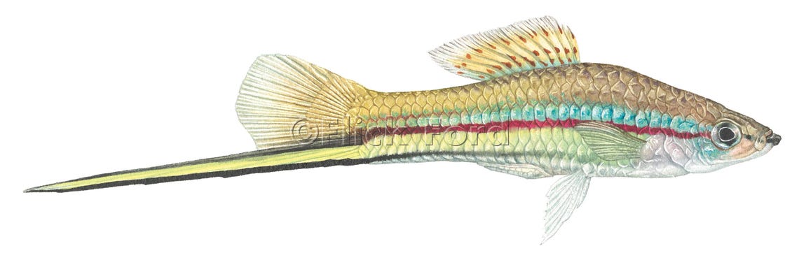 Green Swordtail Open Edition Print by Flick Ford, Wild Swordtail, the ...