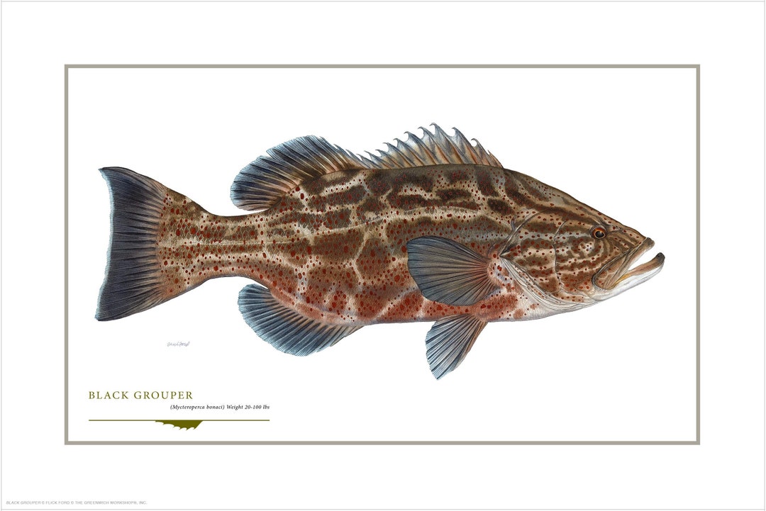 Black Grouper Open Edition Print by Flick Ford, Southern Gamefish, Gulf ...