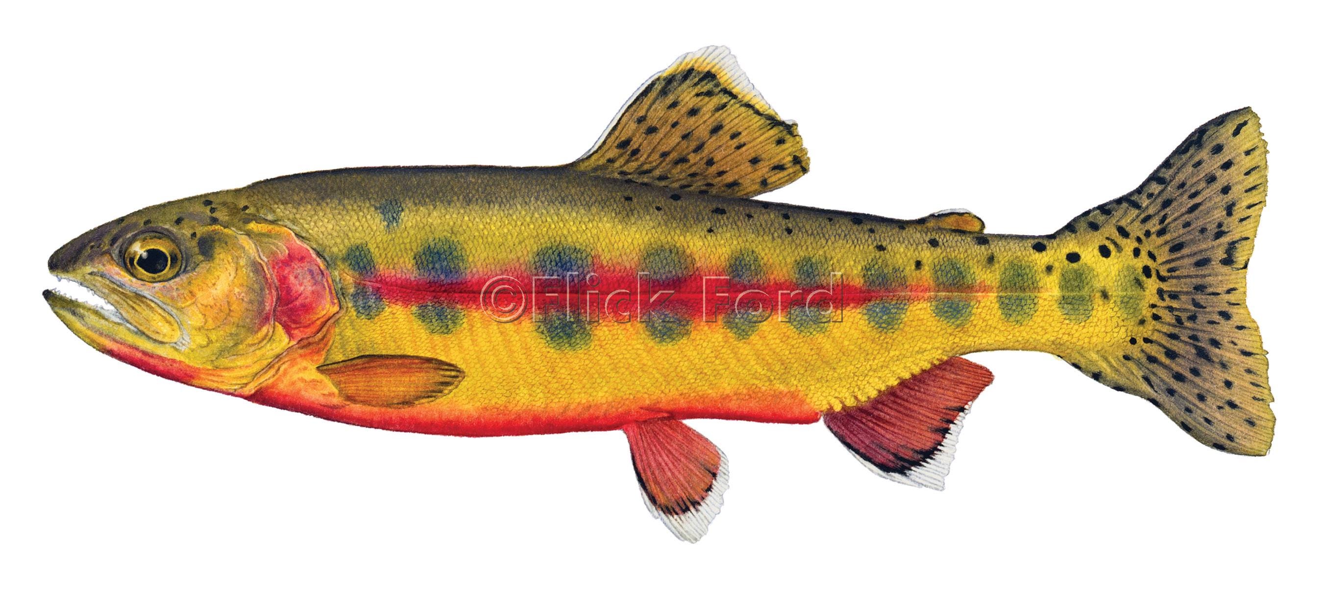 Golden Trout Open Edition Print by Flick Ford, Western Native Trout ...