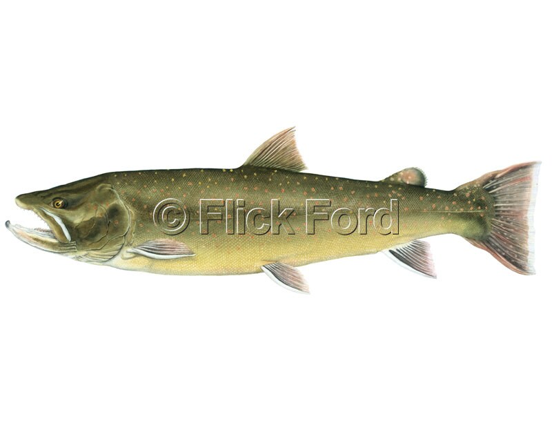 Bull Trout Open Edition Print by Flick Ford, Western Native Trout ...