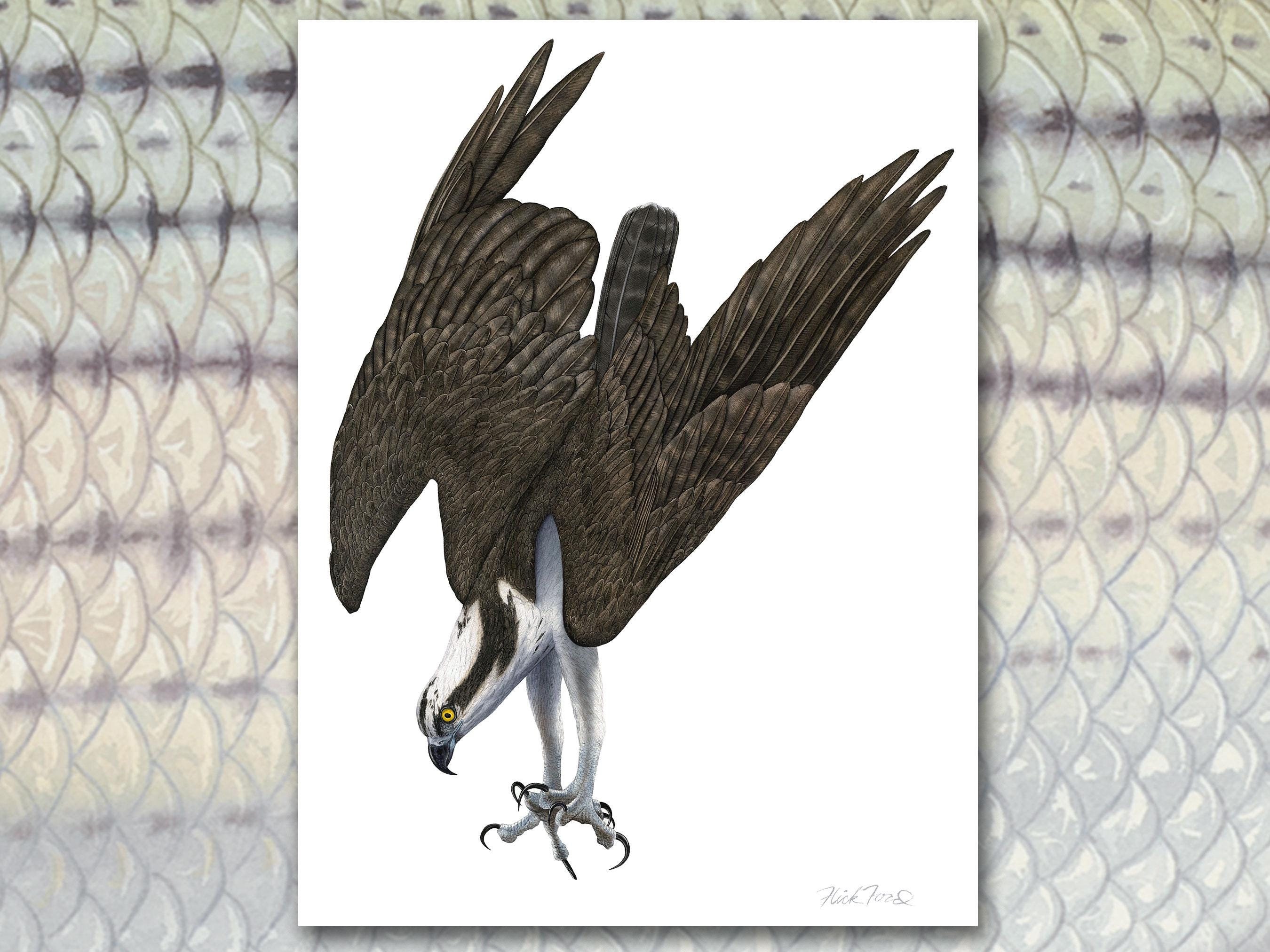 Diving Osprey Limited Edition Print on Canvas by Flick Ford, Natural ...