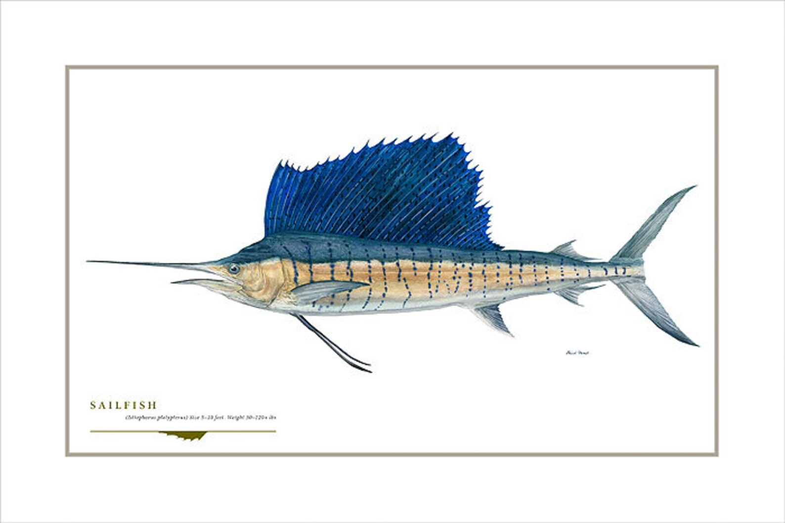 Sailfish Open Edition Print by Flick Ford, Large Billfish, Saltwater ...