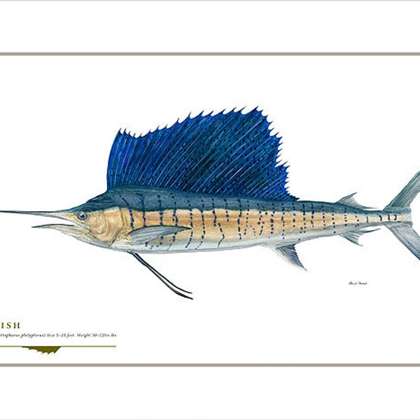 Saltwater Fish Art - Etsy