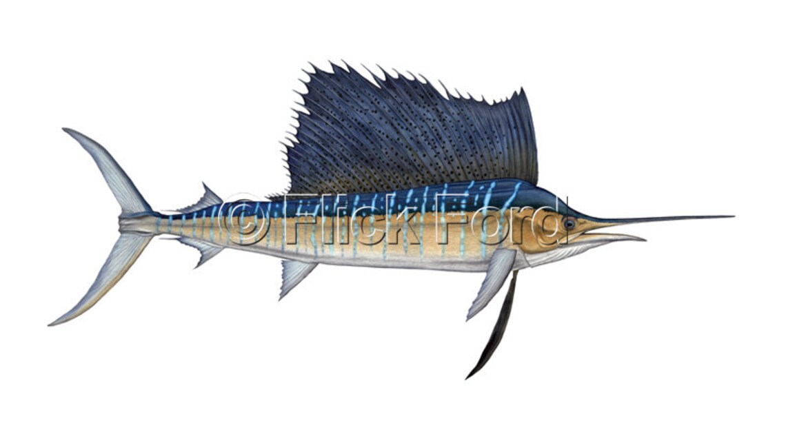 Atlantic Sailfish Masterworks Limited Edition Print on Canvas by Flick ...