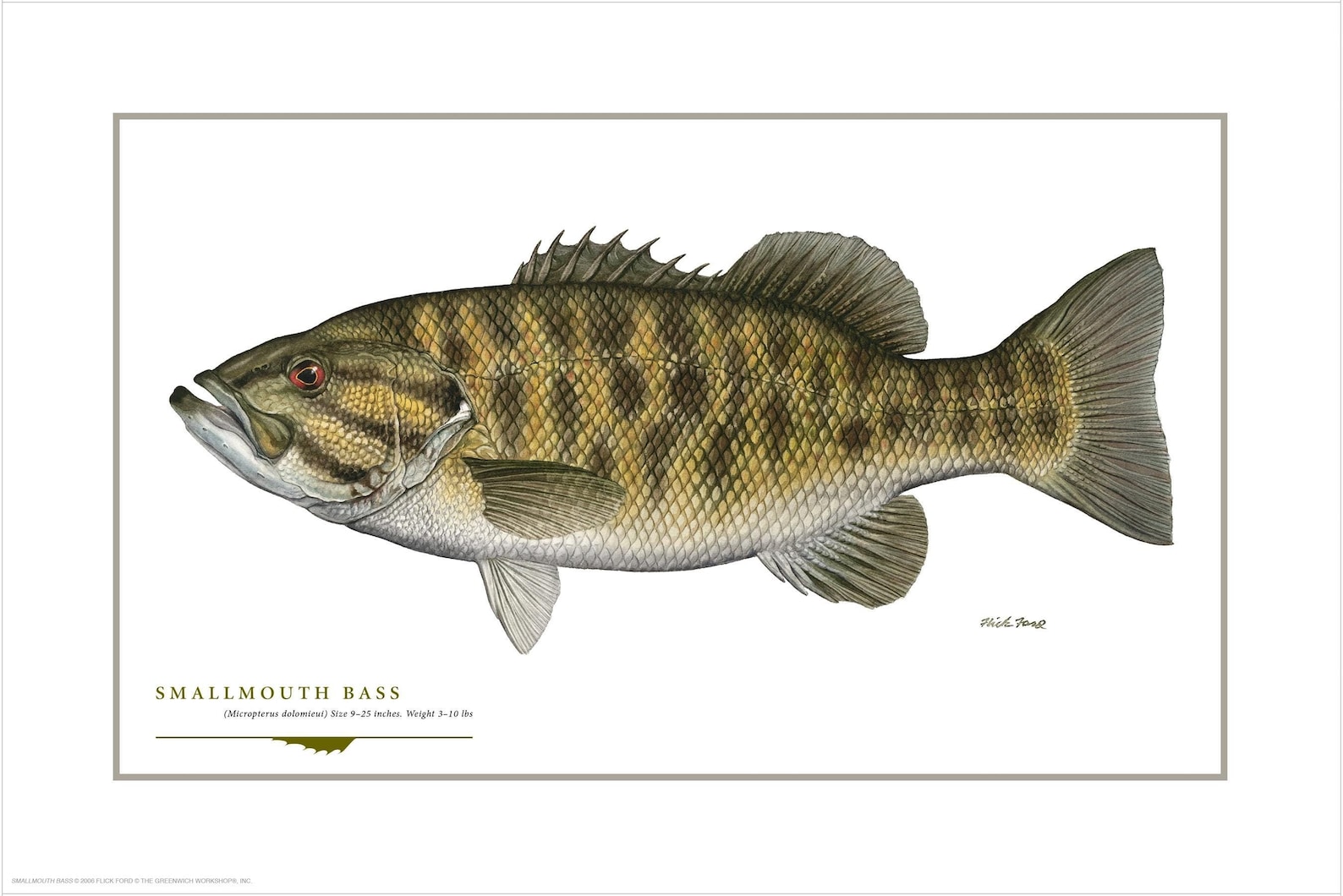 Smallmouth Bass Open Edition Print by Flick Ford, Warm Water Gamefish ...