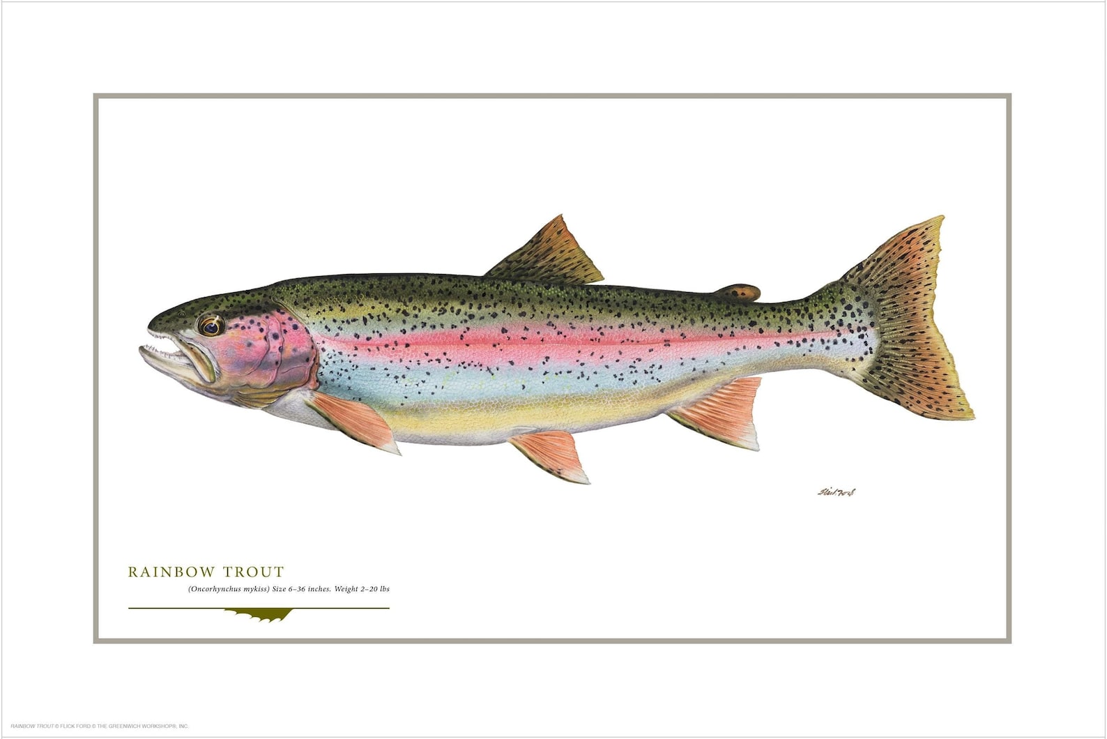 Rainbow Trout Open Edition Print by Flick Ford, Western Native Trout ...