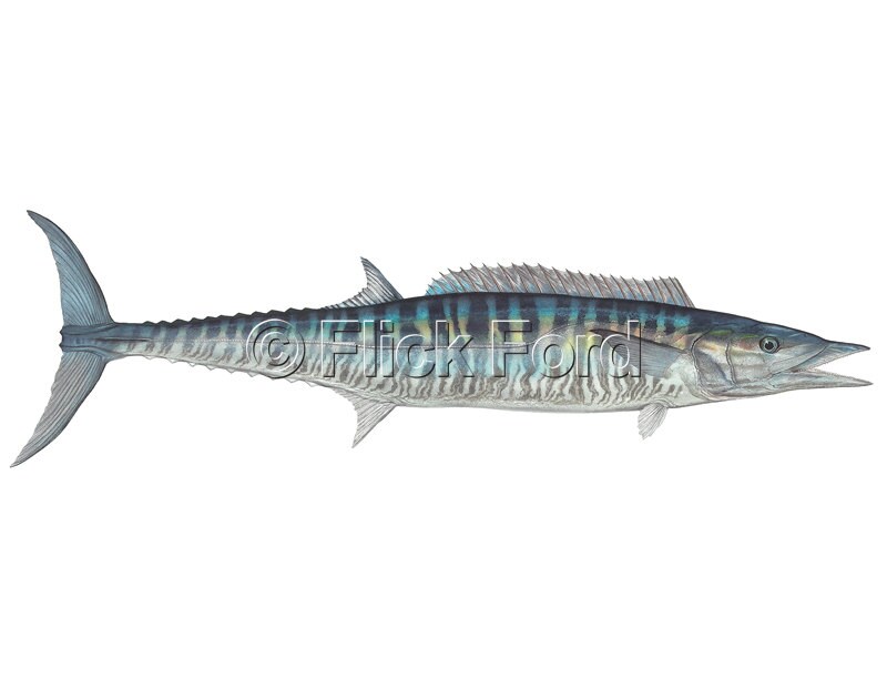 Wahoo Open Edition Print by Flick Ford, Southern Gamefish, Saltwater ...