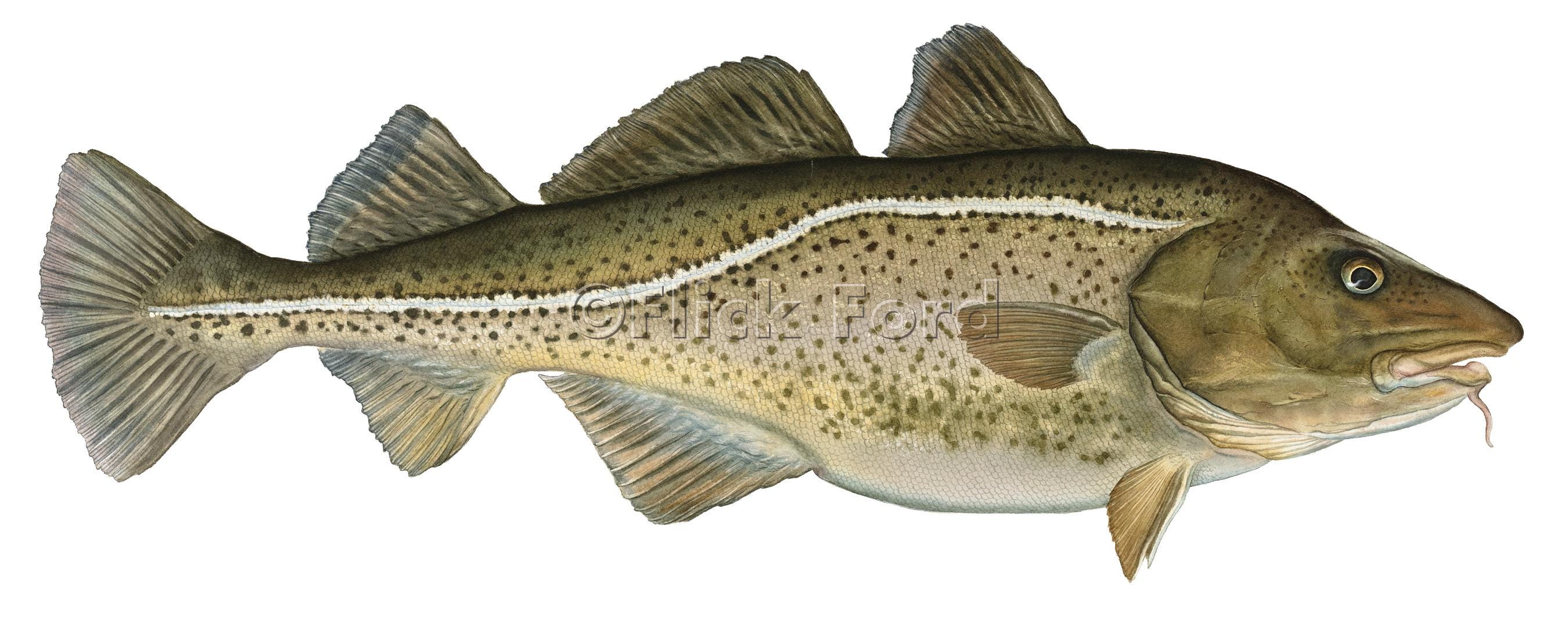Atlantic Cod Open Edition Print by Flick Ford, Saltwater Food Fish ...