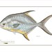 Permit Open Edition Print by Flick Ford, Flats Gamefish, Gulf Coast ...
