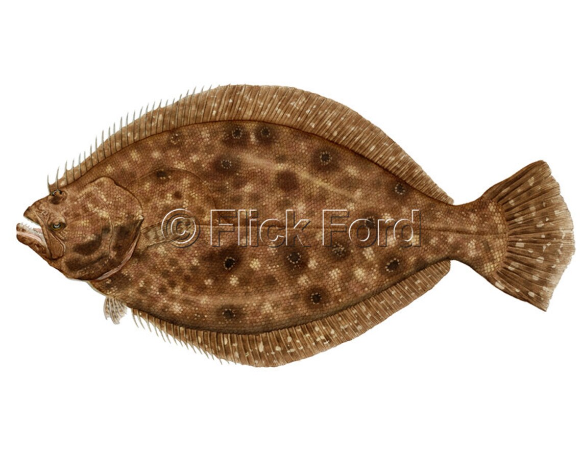 Fluke Open Edition Print by Flick Ford, Saltwater Food Fish, Natural ...