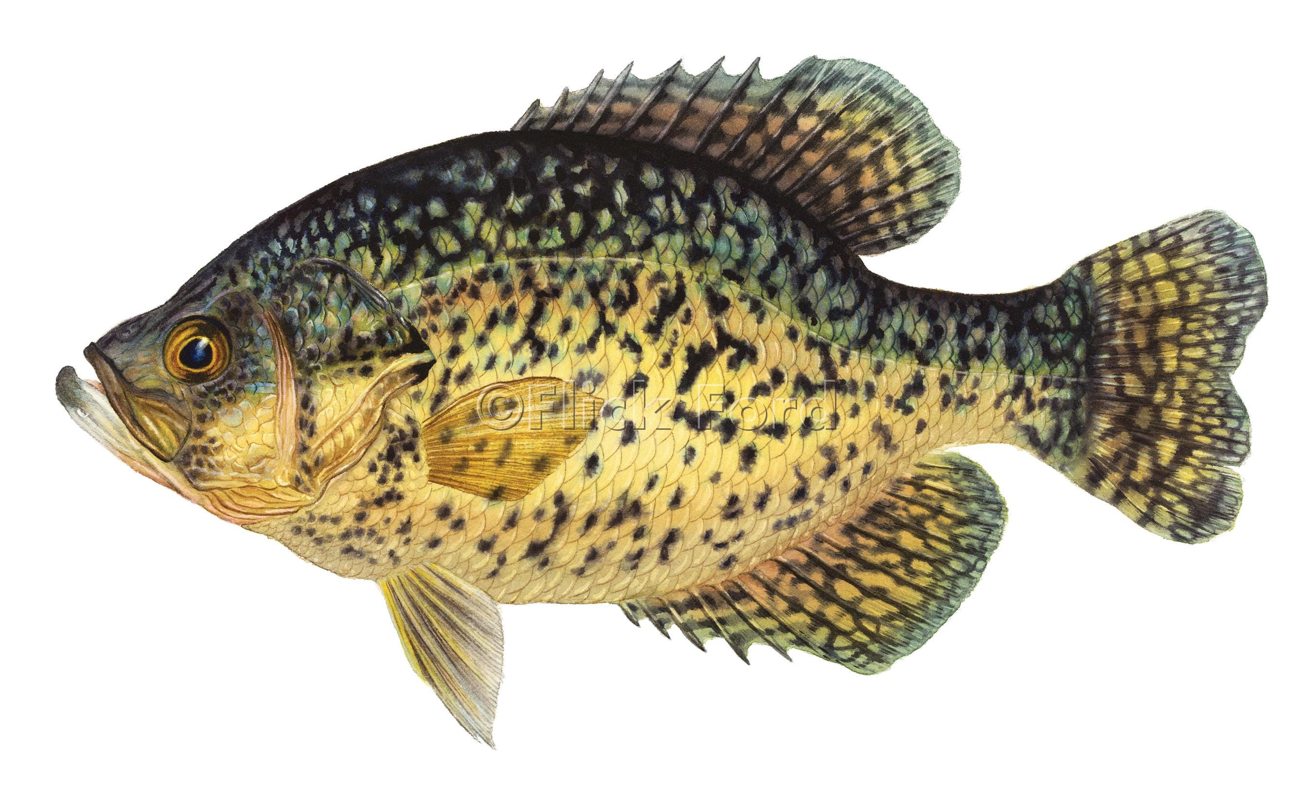 Black Crappie Open Edition Print by Flick Ford, Warm Water Gamefish ...