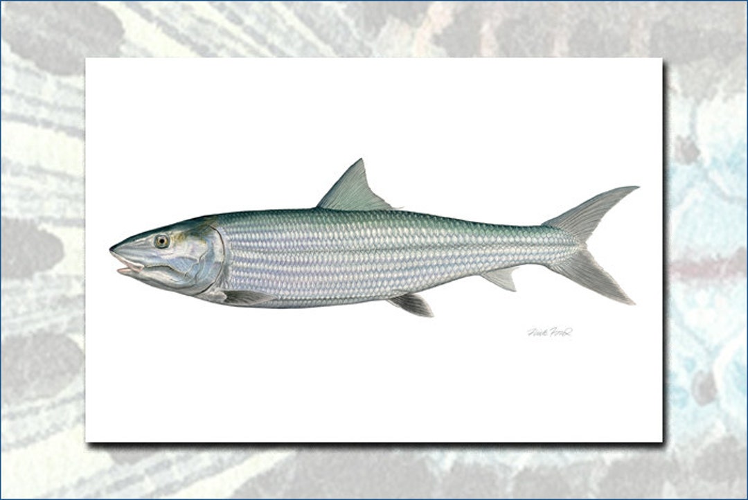Trophy Bonefish Limited Edition Print by Flick Ford, Trophy Record ...