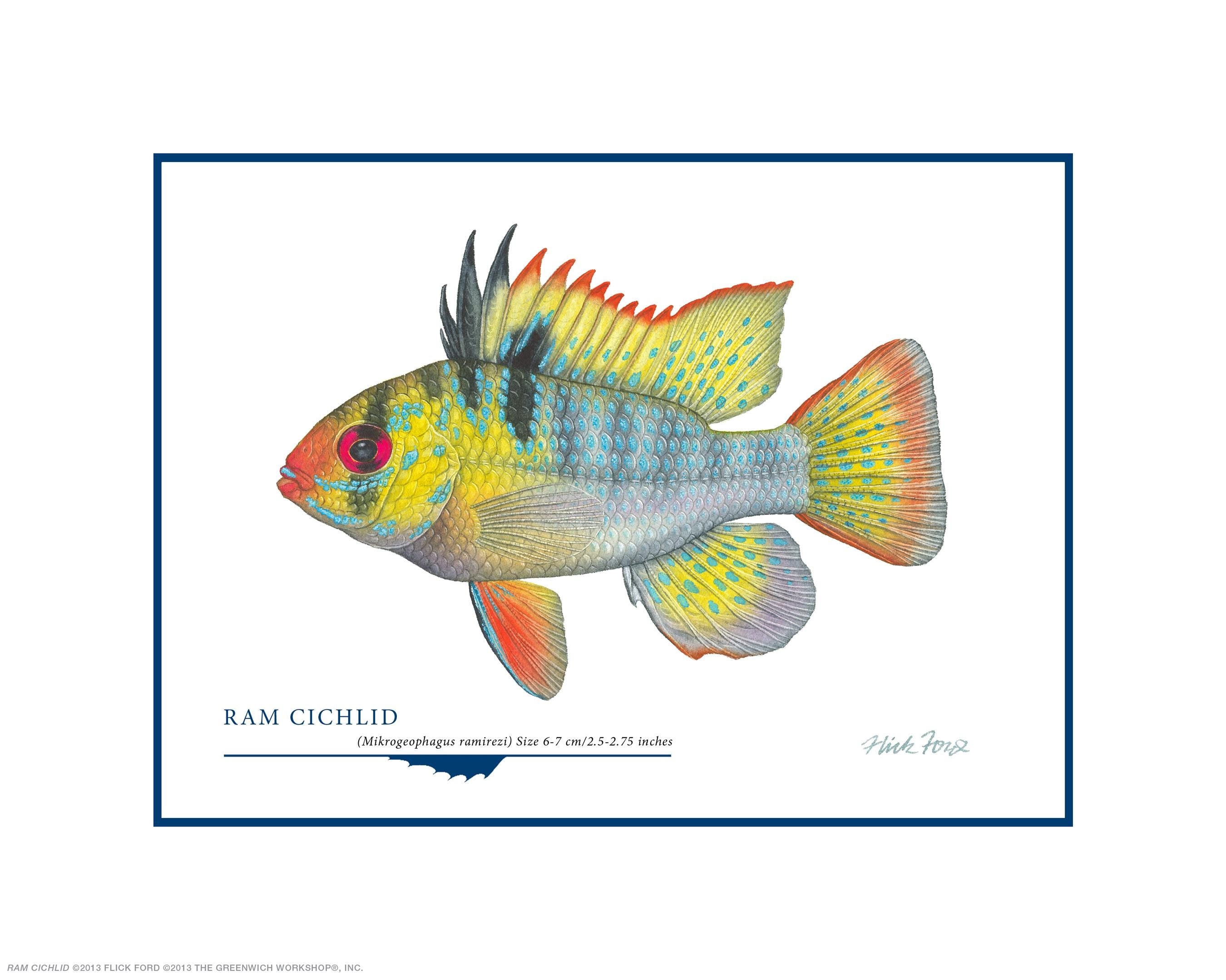 Ram Cichlid Open Edition Print by Flick Ford, South American Dwarf ...