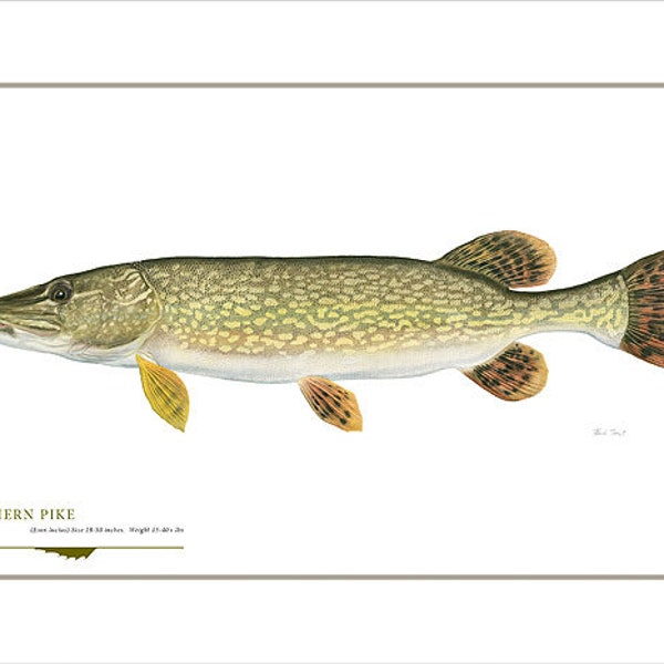 Northern Pike - Etsy