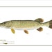 Northern Pike Open Edition Print by Flick Ford, Natural History Art ...