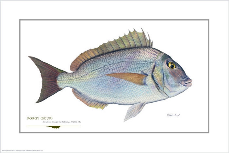 Porgy scup Open Edition Print by Flick Ford Saltwater Food - Etsy
