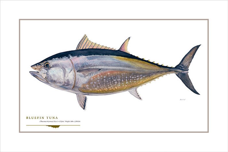 Bluefin Tuna Open Edition Print by Flick Ford, Large Tuna, Saltwater ...