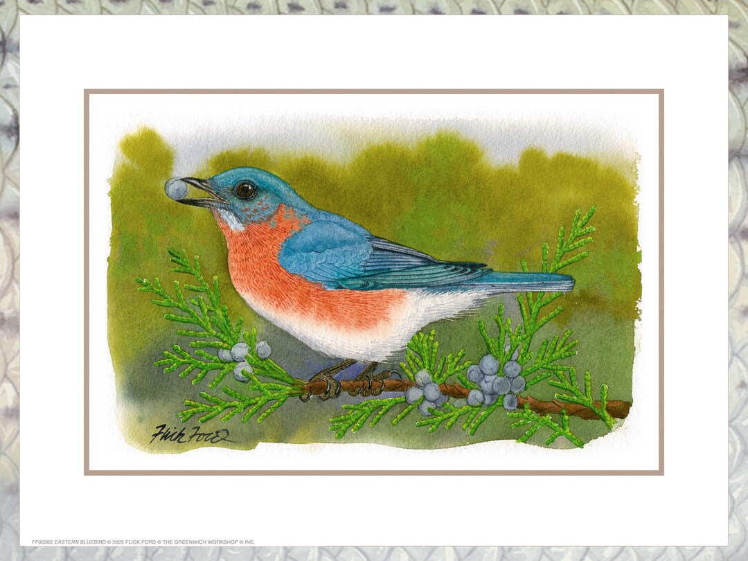 Eastern Bluebird Open Edition Print by Flick Ford, Natural History Art ...