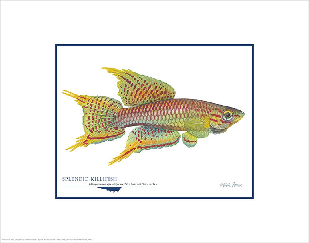 Splendid Killifish Open Edition Print by Flick Ford, Wild Killi ...