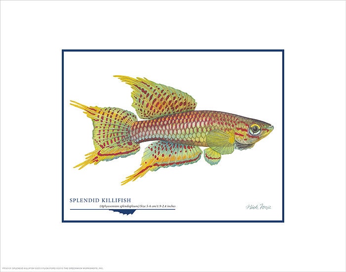 Splendid Killifish Open Edition Print by Flick Ford, Wild Killi ...