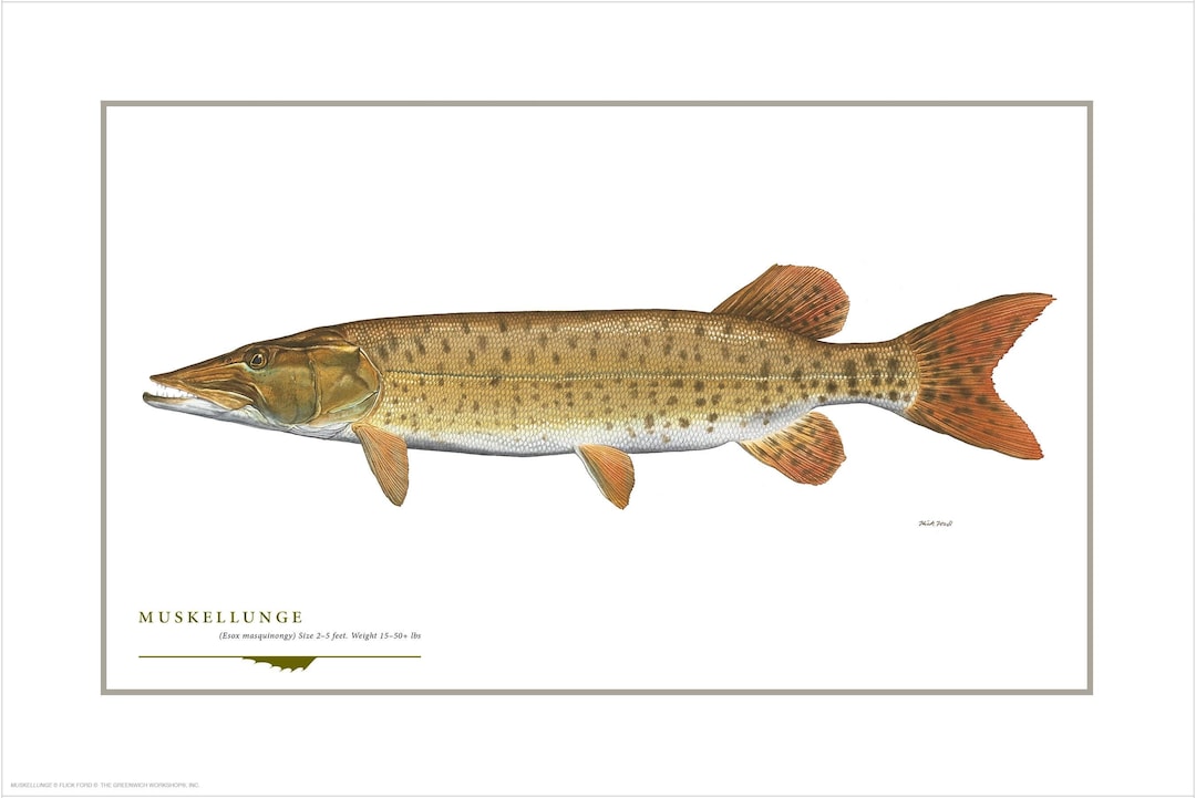 Muskellunge Open Edition Print by Flick Ford, Musky, Natural History ...