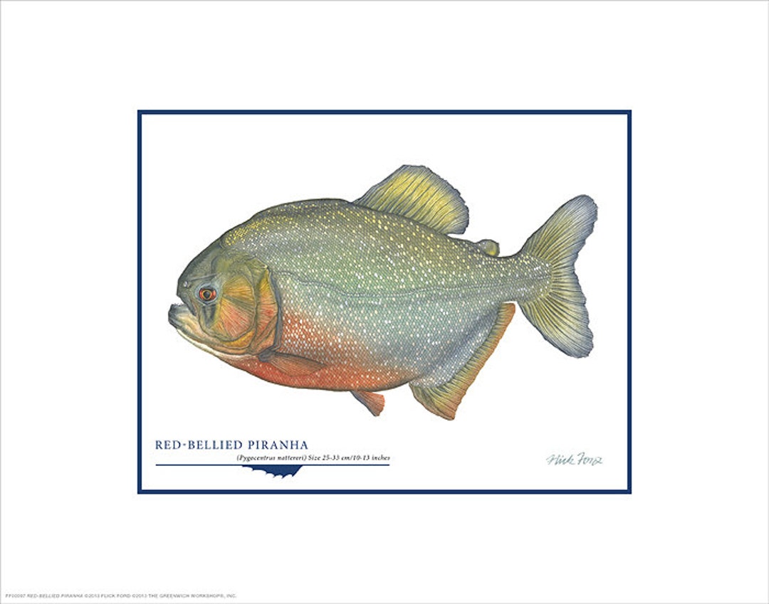 Red-bellied Piranha Open Edition Print by Flick Ford, South American ...