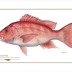 Red Snapper Open Edition Print by Flick Ford, Saltwater Food Fish ...