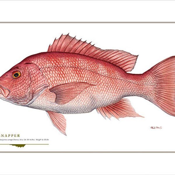 Red Snapper - Etsy