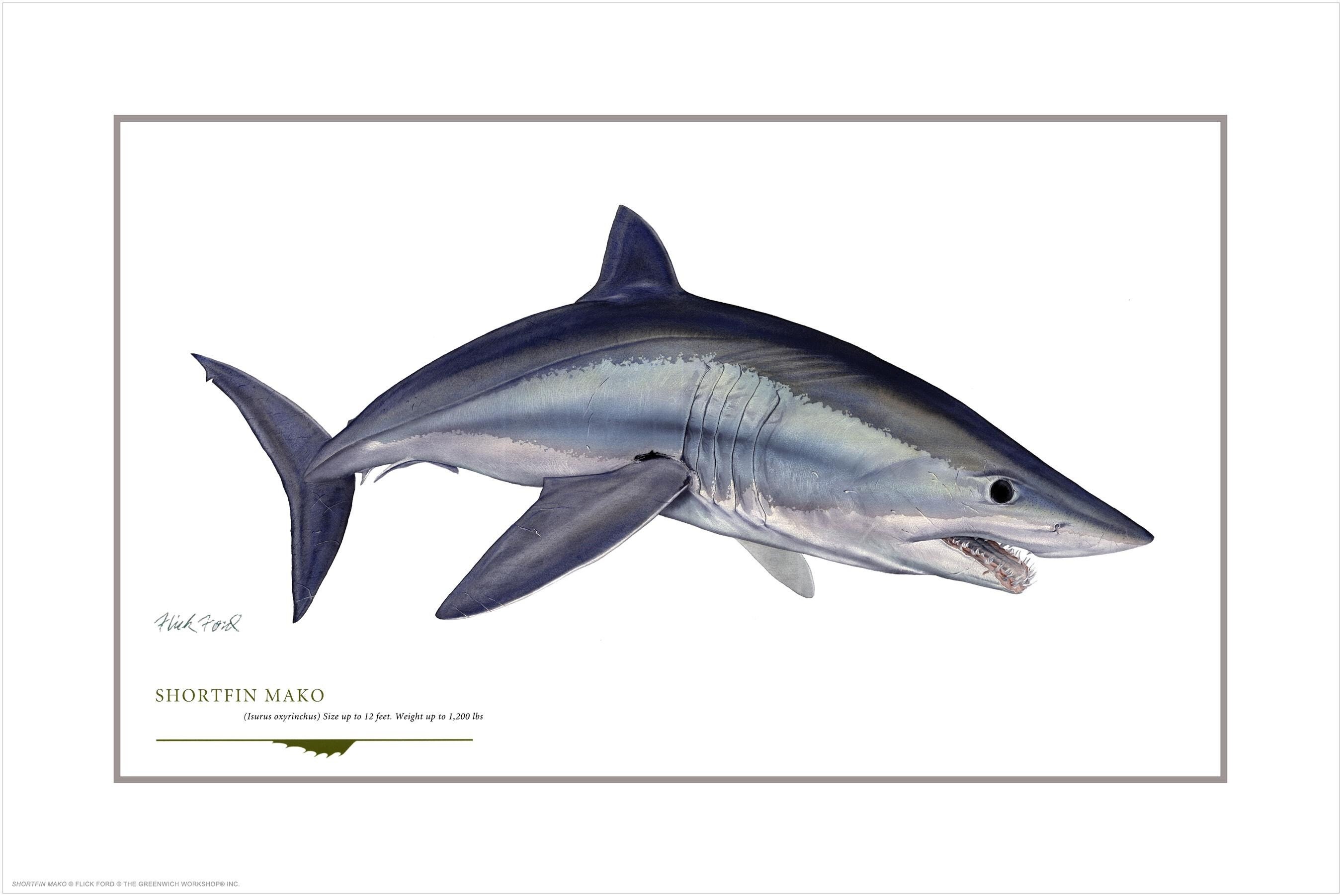 Shortfin Mako Shark Open Edition Print by Flick Ford, Blue Water ...