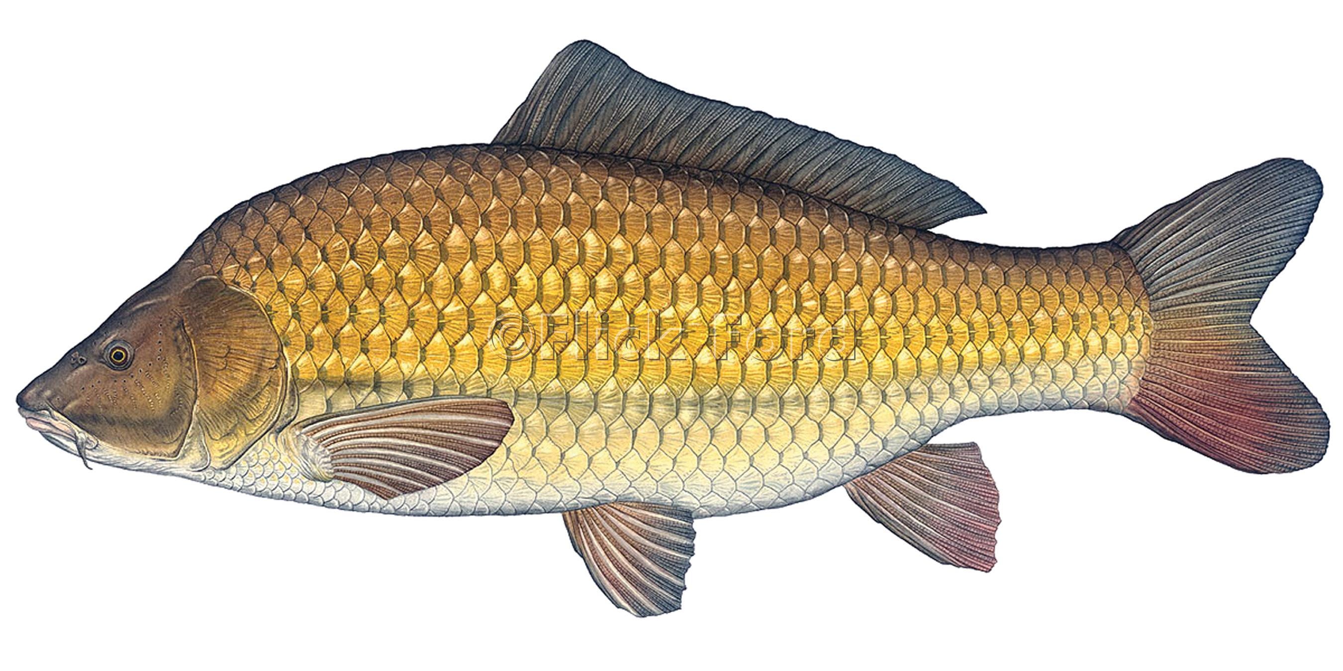 Common Carp Open Edition Print by Flick Ford, Warm Water Gamefish, Carp ...