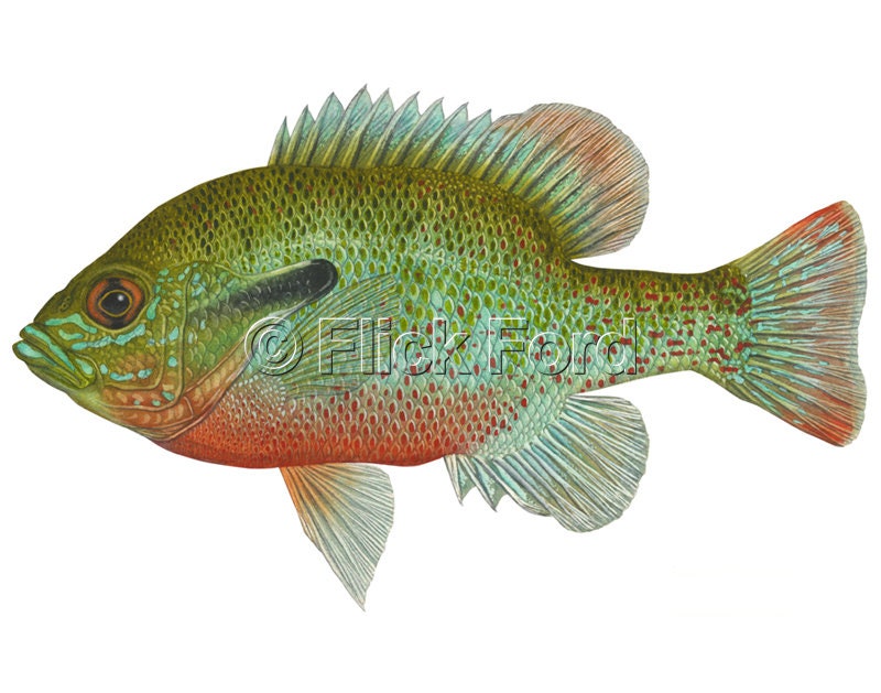 Redbreast Sunfish Open Edition Print by Flick Ford Sunfish - Etsy