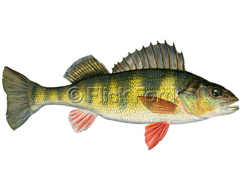 Yellow Perch Open Edition Print by Flick Ford, Natural History Art ...