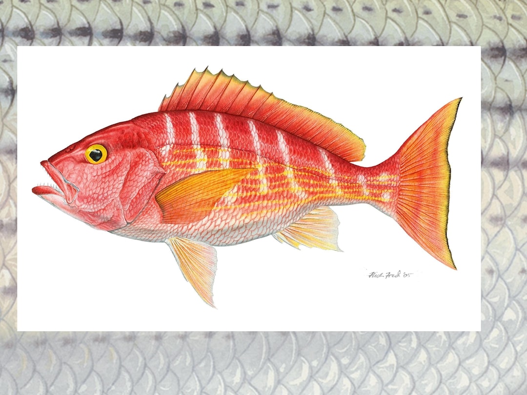 Silk Snapper LEC AP by Flick Ford, Florida Snapper, Natural History Art ...