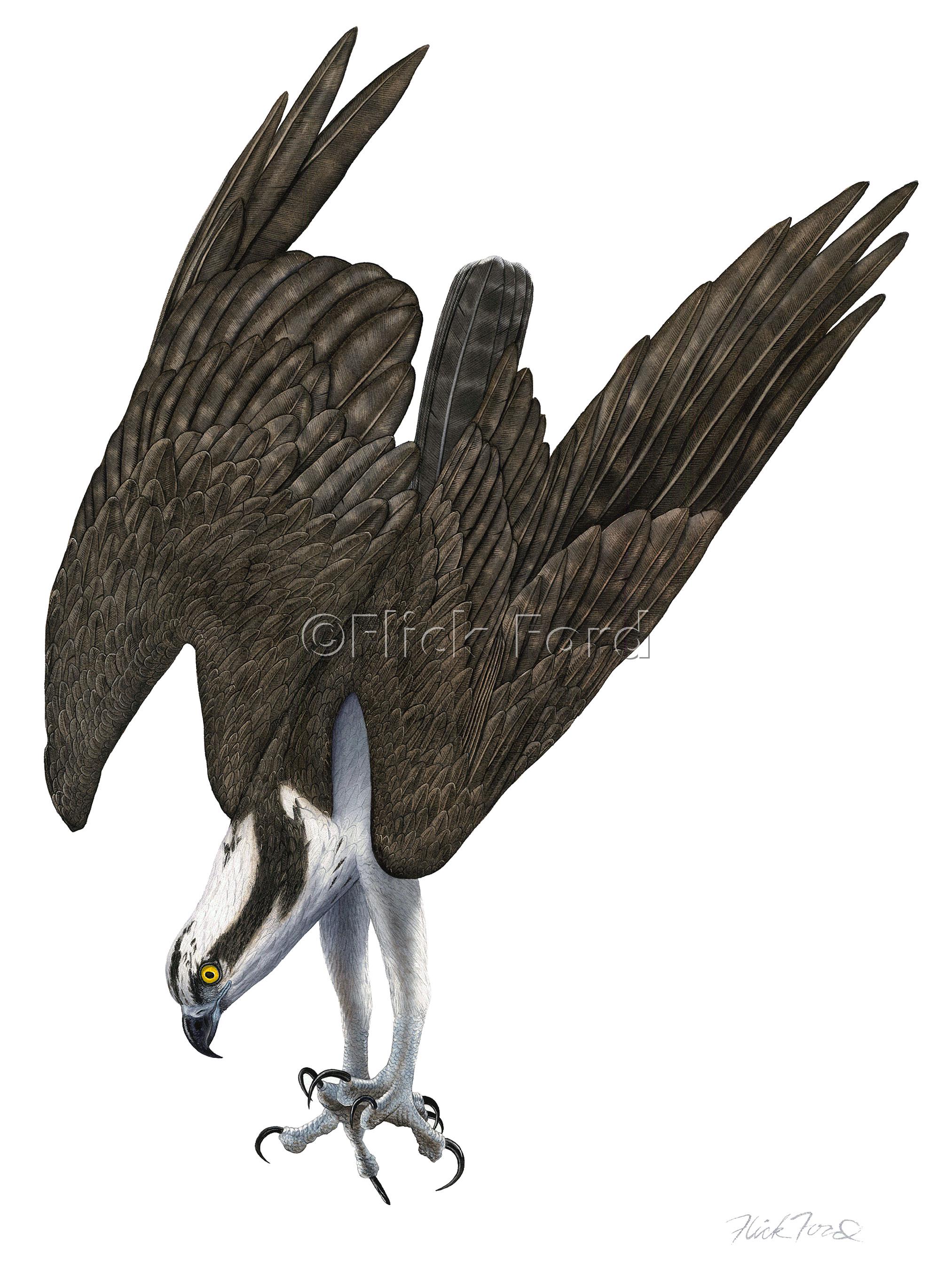 Diving Osprey Limited Edition Print on Canvas by Flick Ford, Natural ...