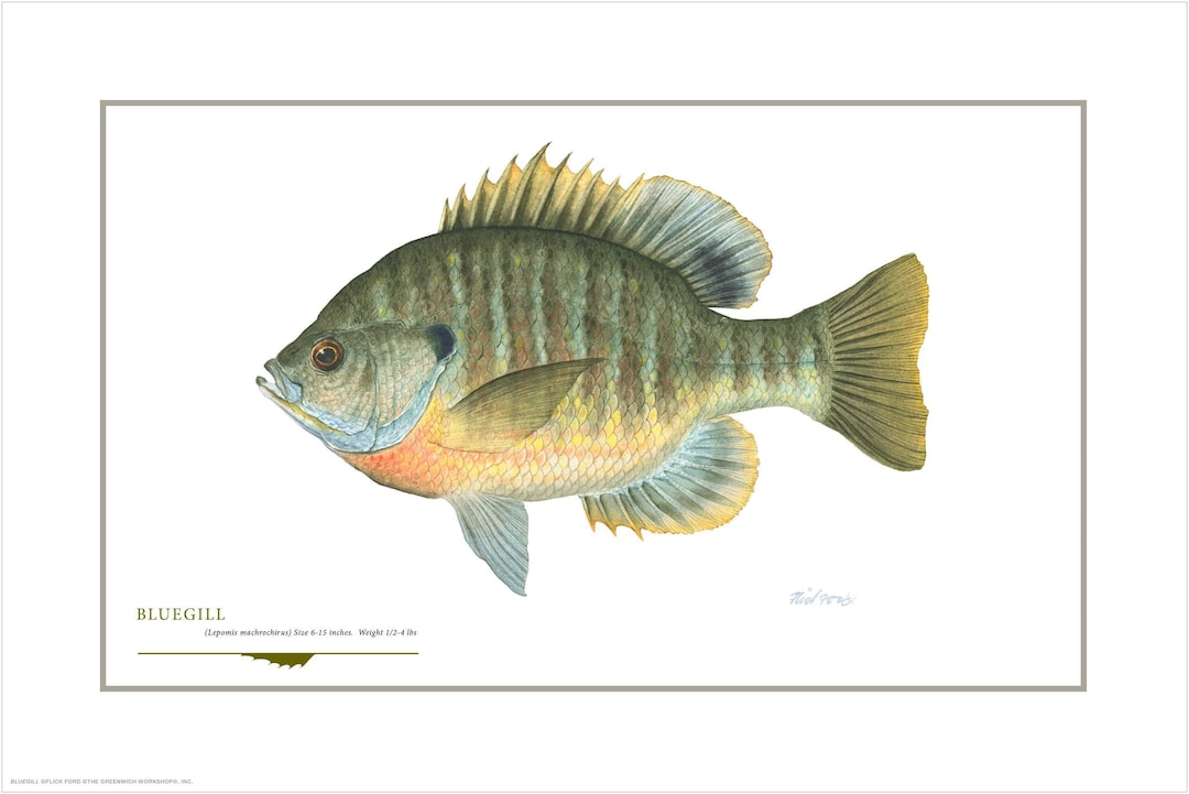 Bluegill Open Edition Print by Flick Ford, Sunfish, Panfish, Natural ...