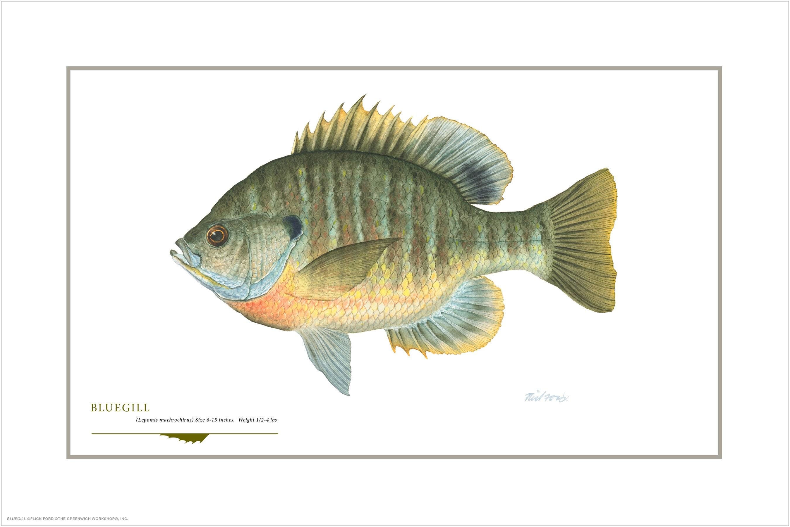 Bluegill Open Edition Print by Flick Ford, Sunfish, Panfish, Natural ...