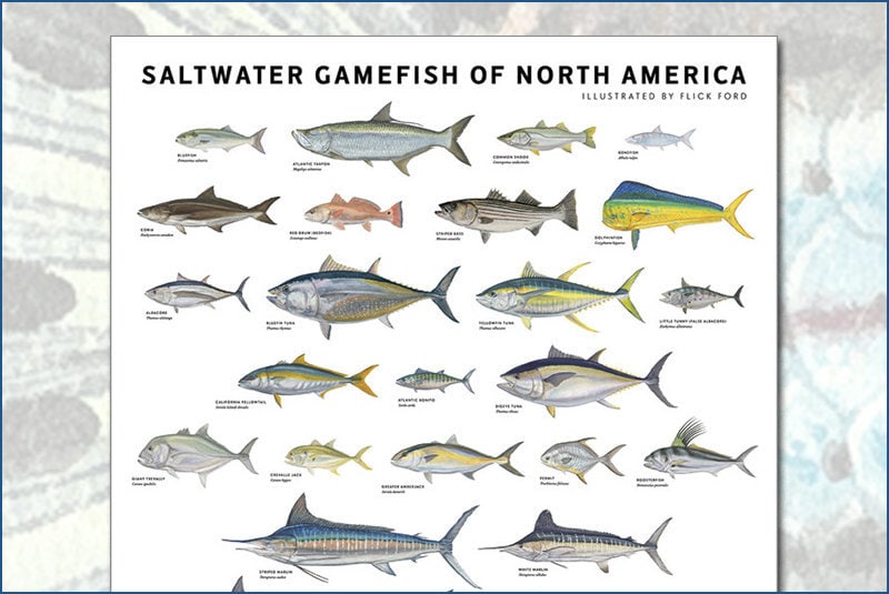 Types Of Saltwater Game Fish