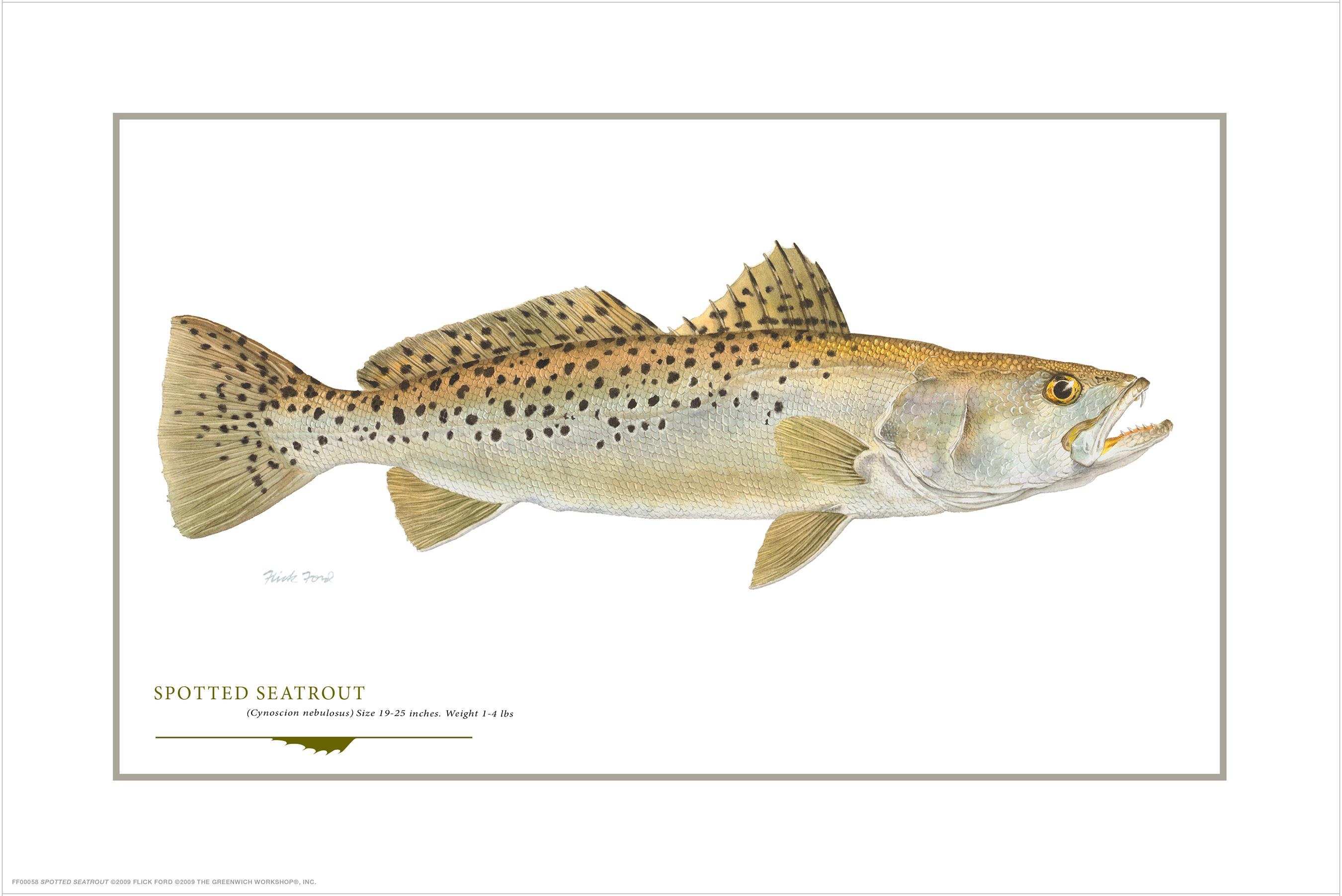 Spotted Seatrout Open Edition Print by Flick Ford, Southern Gamefish ...